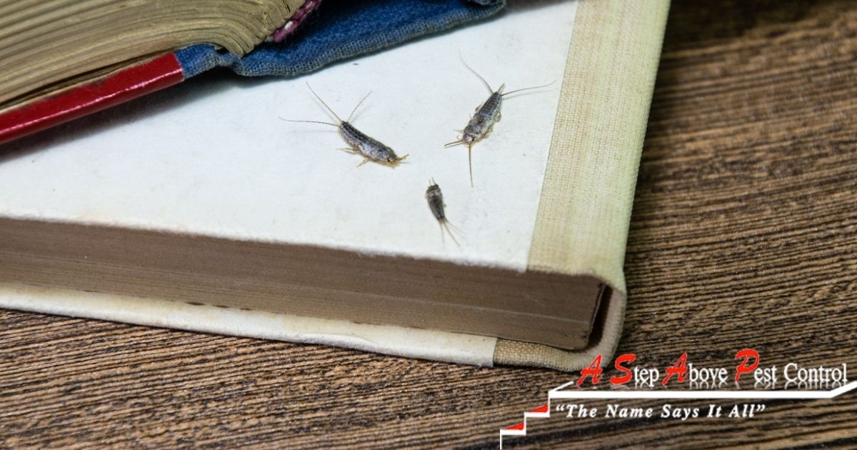 What Are Occasional Invaders and How to Stop Them?