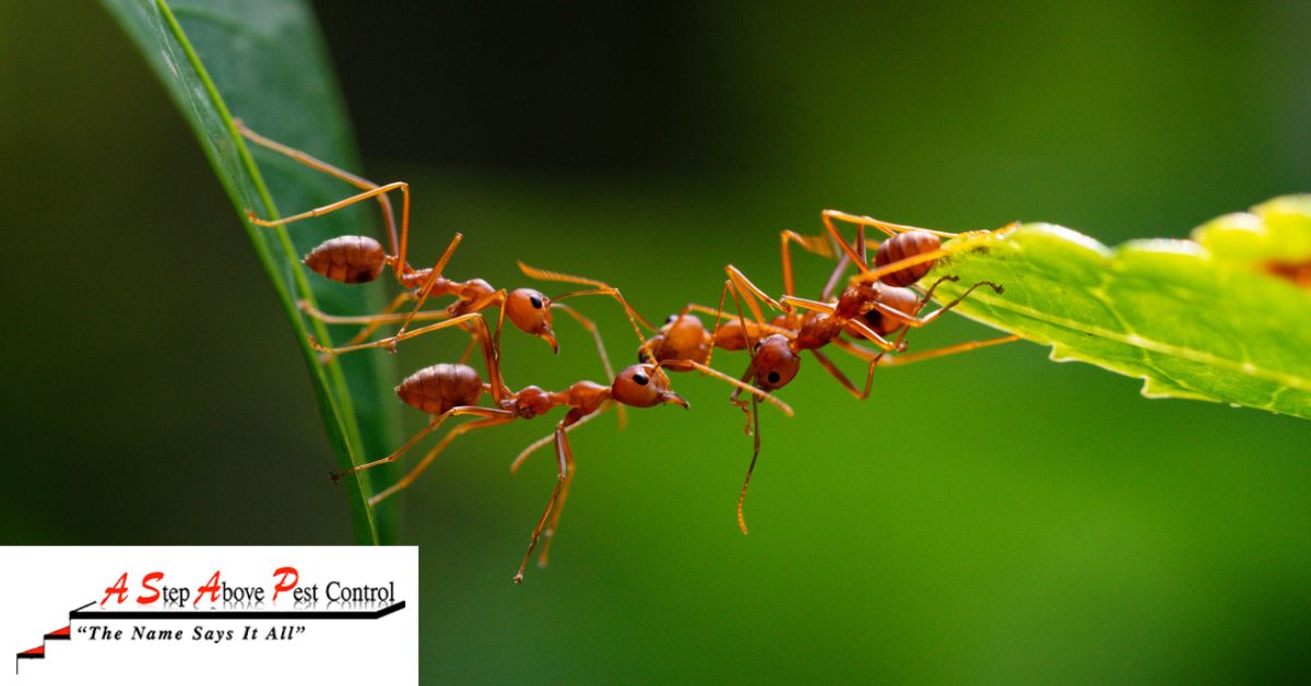 Summer Ant Control Tips for Los Angeles Homes